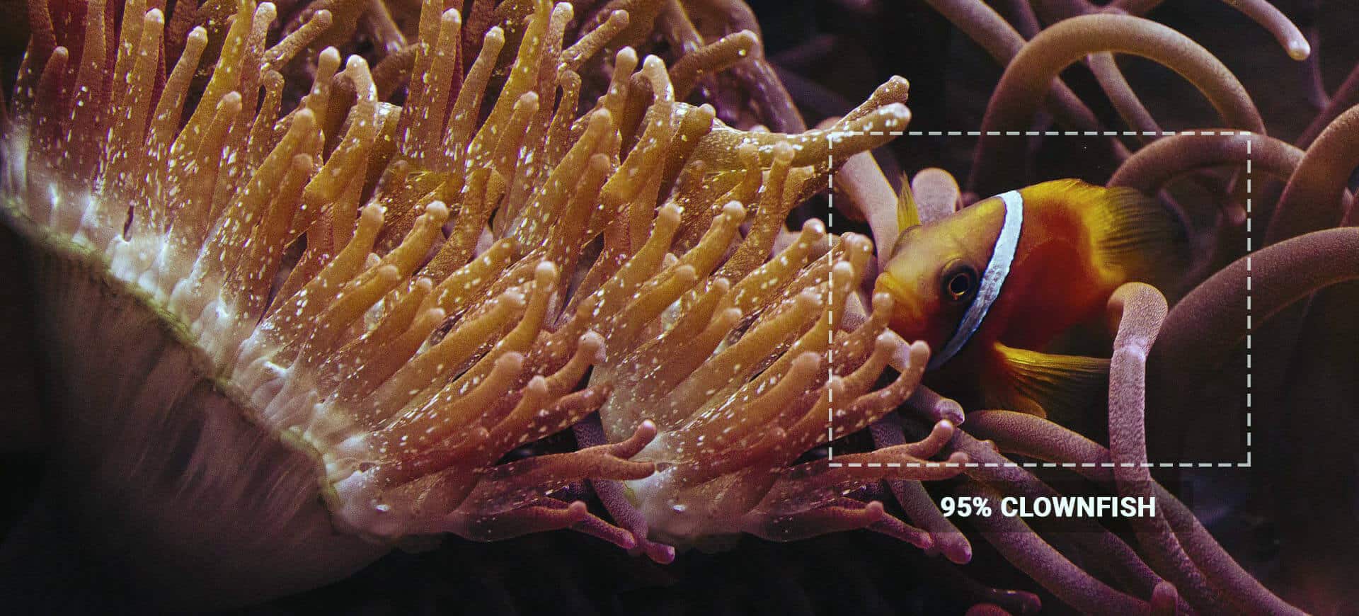 SentiSight.ai - Image labeling and recognition