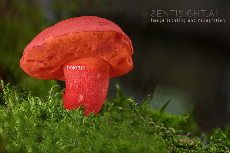 Image Segmentation Models - SentiSight.ai