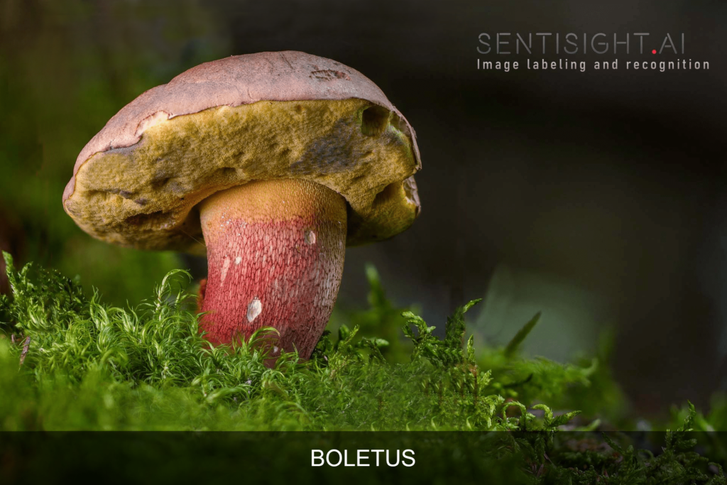 Image classification - SentiSight.ai